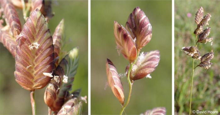 Eragrostis capensis | PlantZAfrica